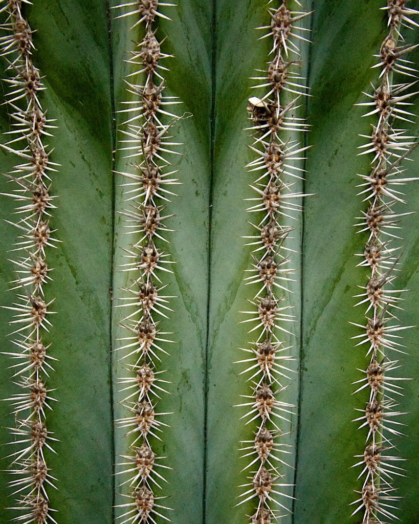 Composition of Cactus | A Traveling Gardener