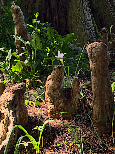 Audubon Swamp Garden, Charleston, SC | A Traveling Gardener