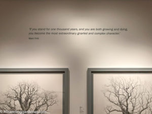 Ancient Oaks, Mark Frith | A Traveling Gardener