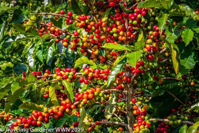 Cup of Coffee? | A Traveling Gardener