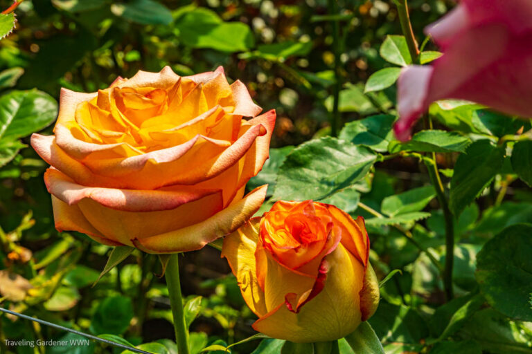 Roses of Ecuador | A Traveling Gardener