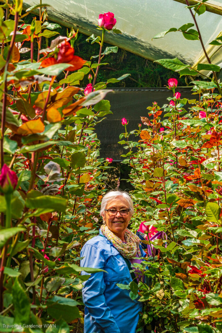 Roses of Ecuador | A Traveling Gardener